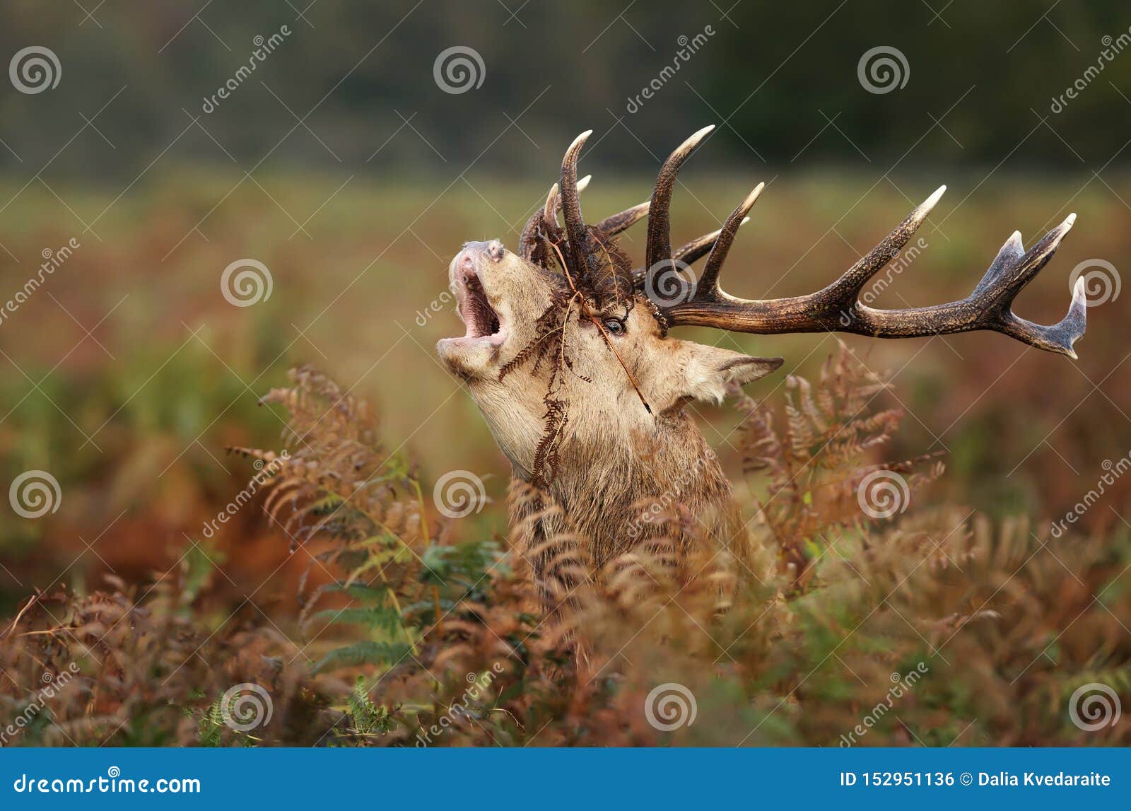 Red Deer Stag Roaring in Autumn Stock Photo - Image of habitat, brown ...