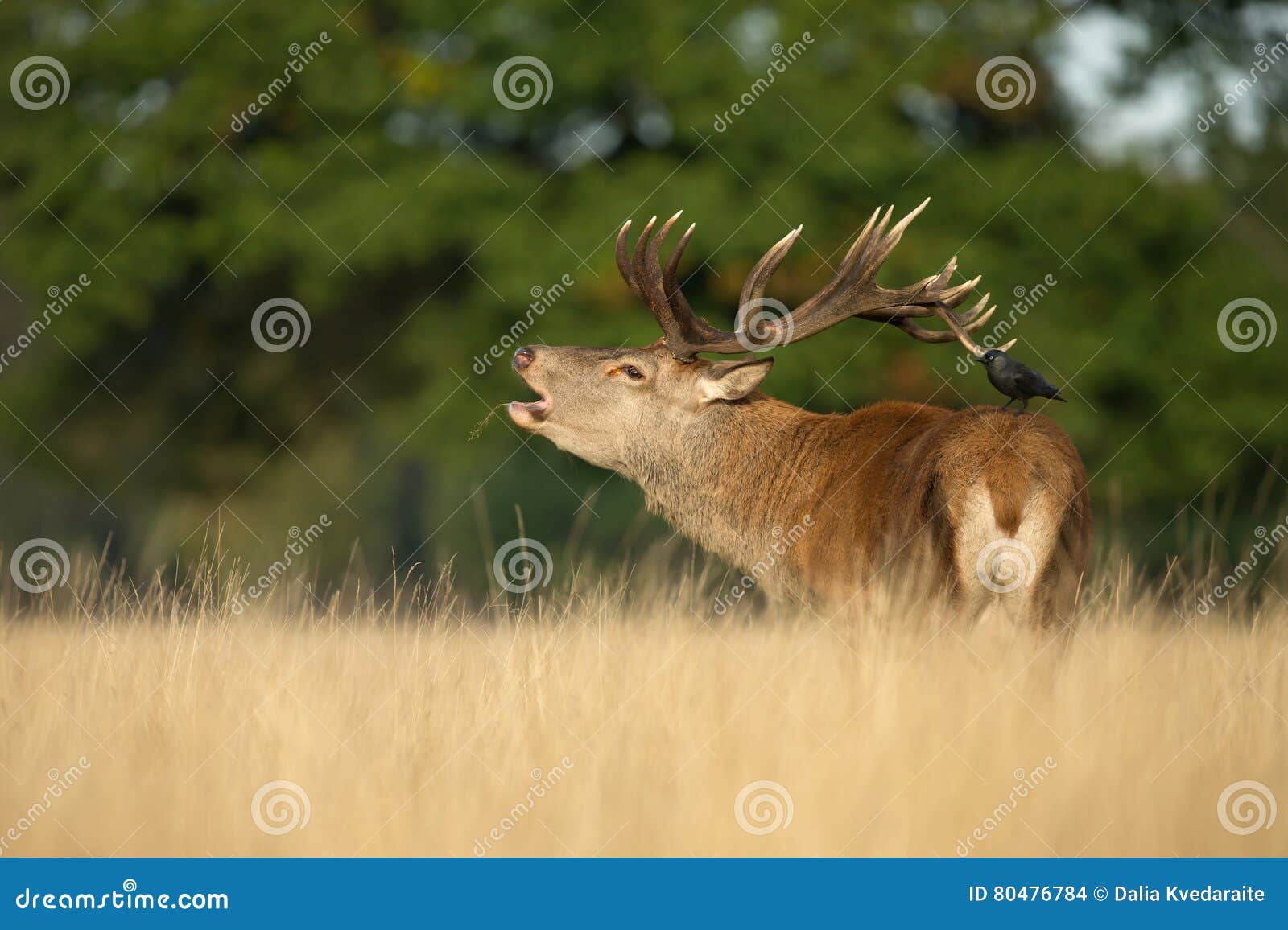 Red Deer Stag Roaring with a Jackdaw on His Back Stock Photo - Image of ...