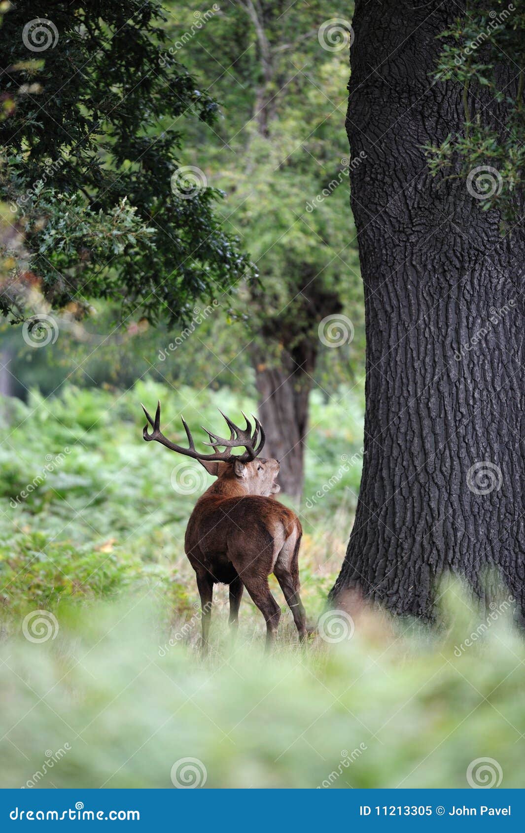 Red Deer Stag Roaring during the Rutting Season Stock Image - Image of ...
