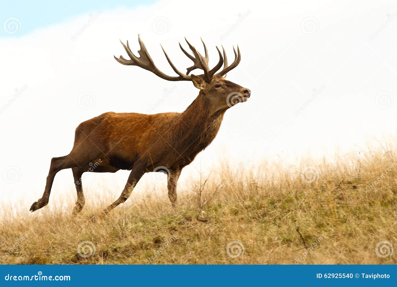 Red deer stag running stock photo. Image of deer, clearing - 62925540