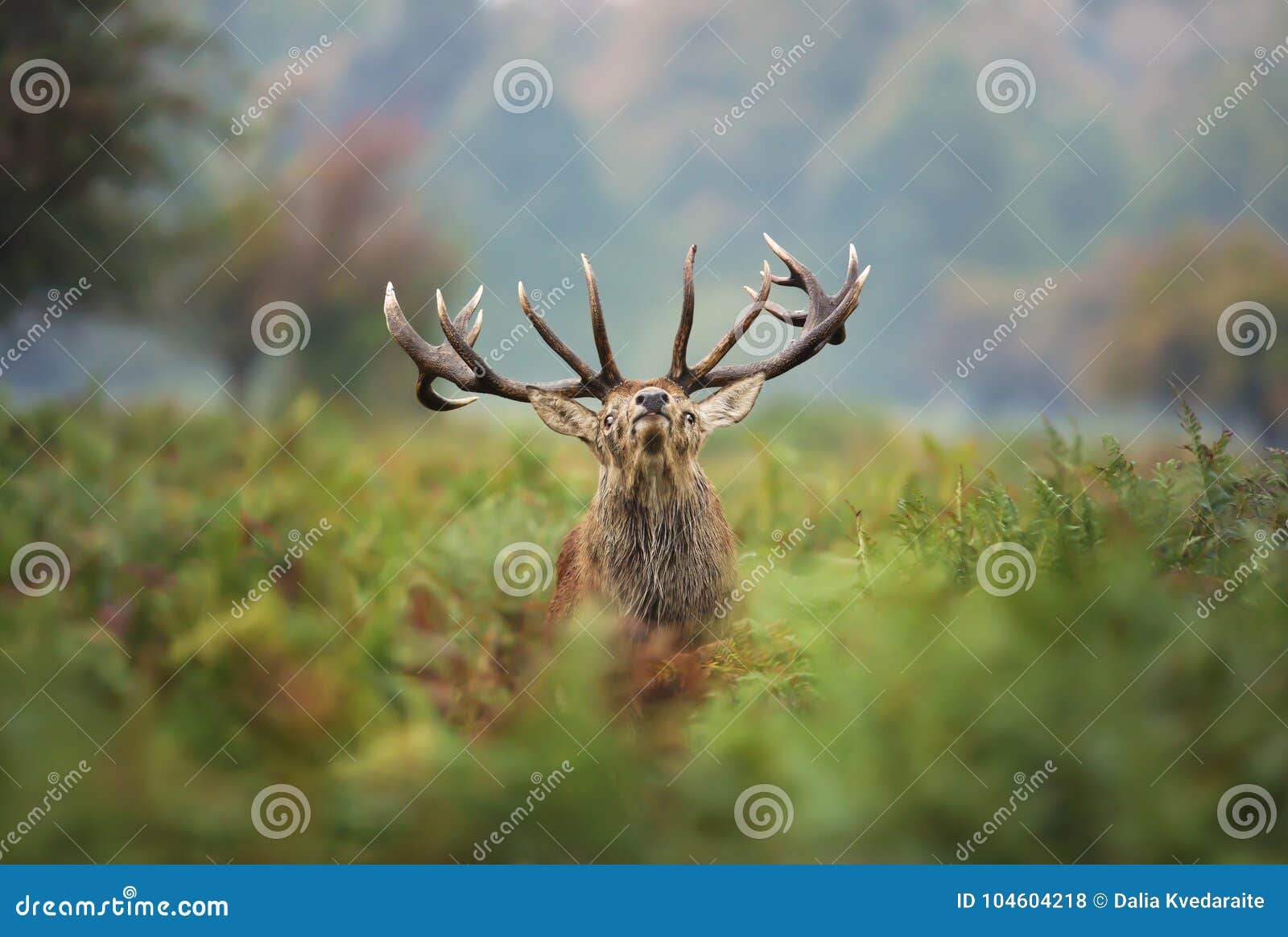 Red Deer Stag during the Rut Stock Photo - Image of autumnal, deer ...