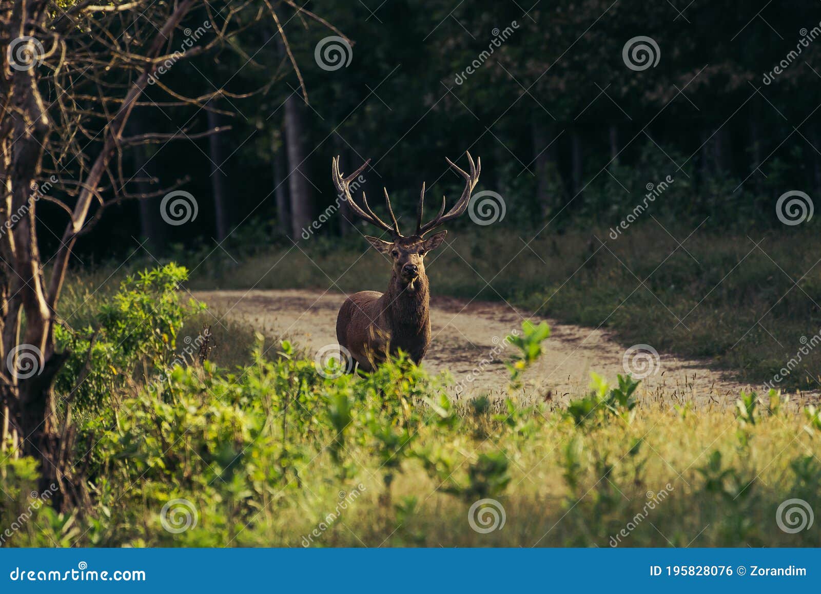 Red Deer Stag during the Rut. Stock Photo - Image of autumn, hunt ...