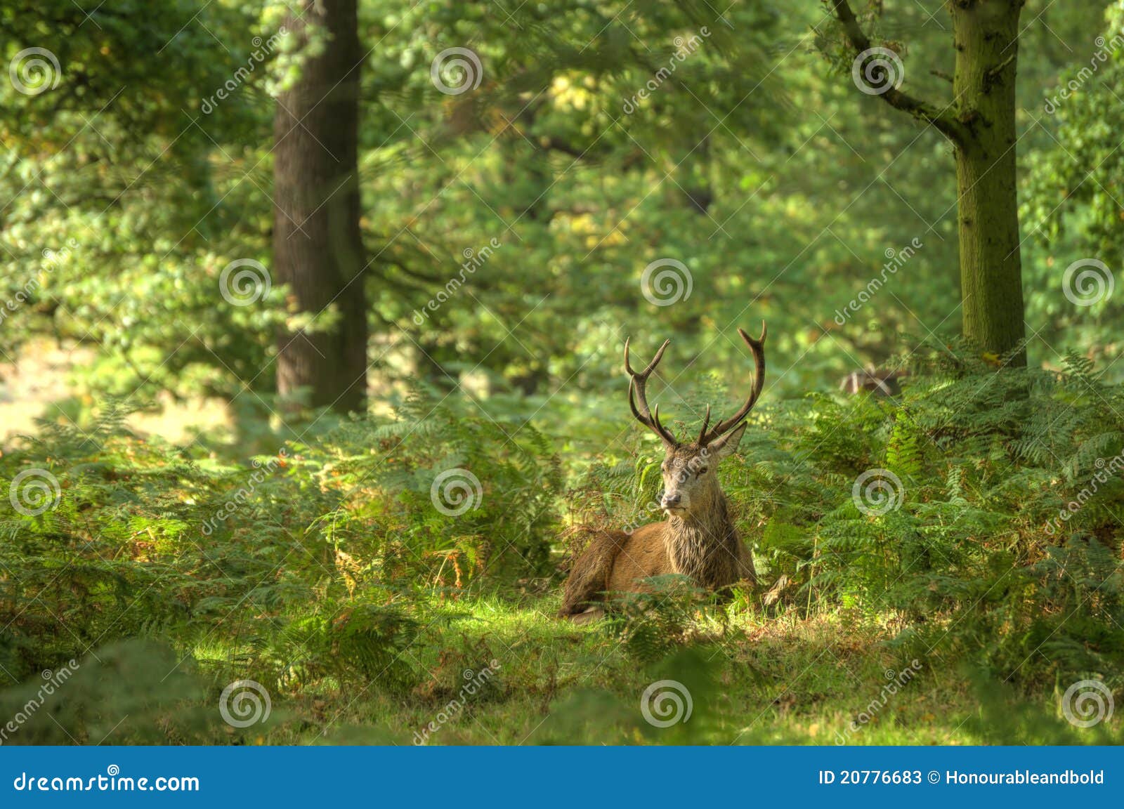 Red Deer Stag during Rut Season Stock Image - Image of roar, hind: 20776683