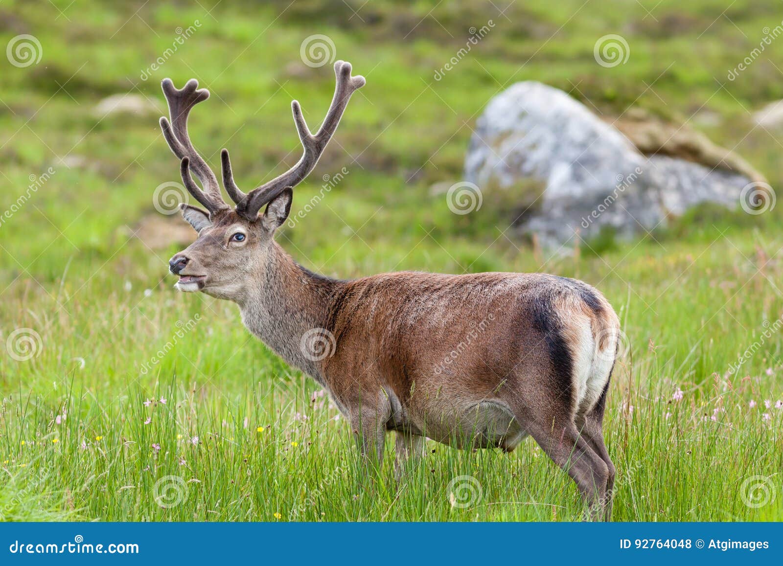 Red Deer Stag stock photo. Image of animal, stag, scotland - 92764048