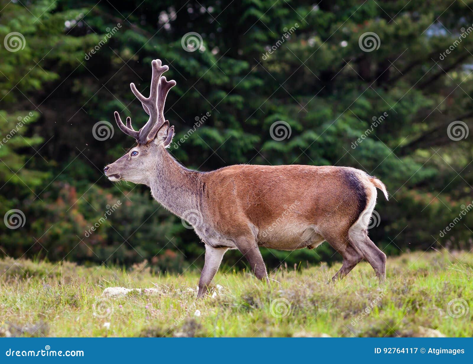 Red Deer Stag stock image. Image of united, mammal, highlands - 92764117