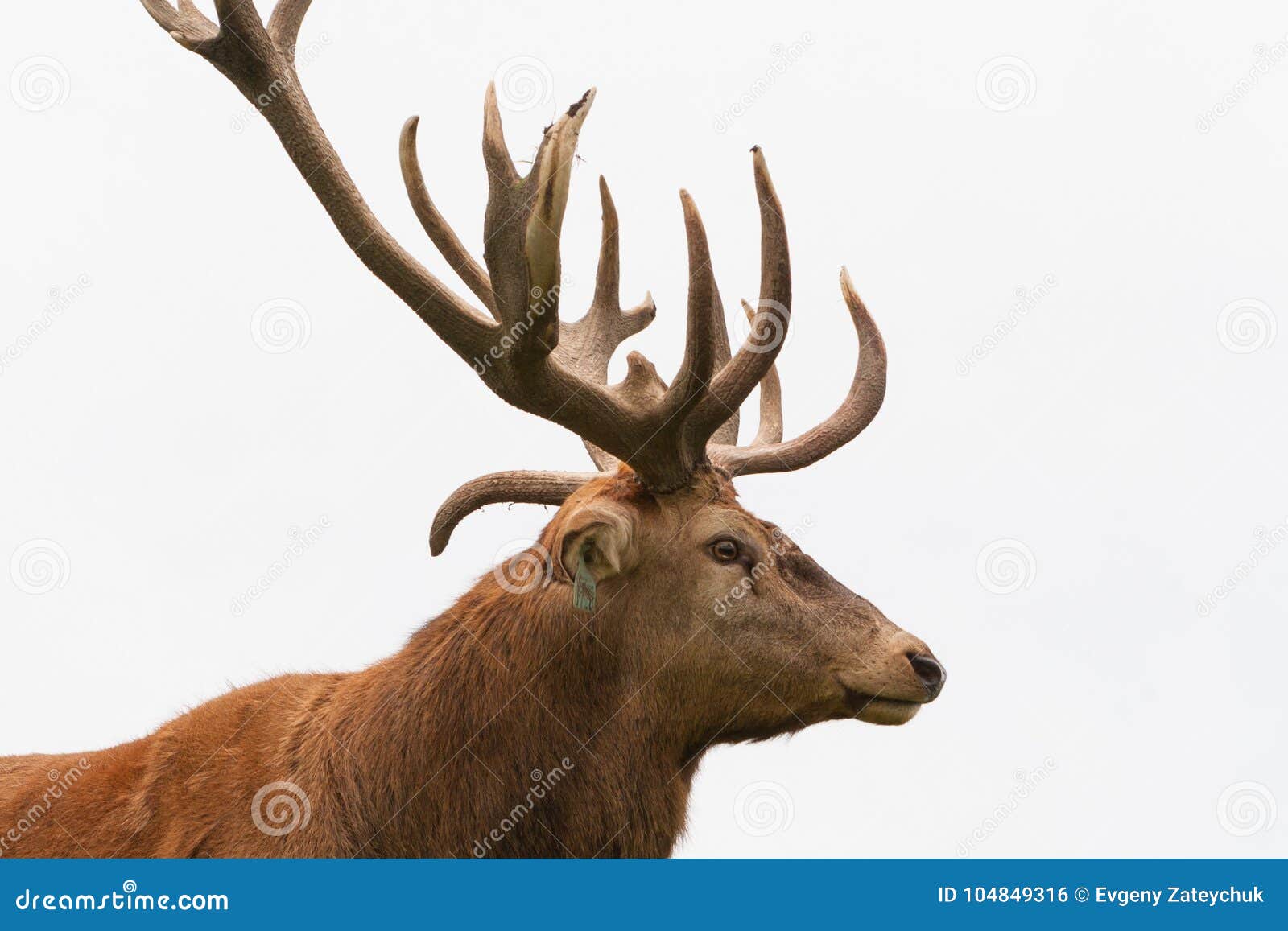 Red deer profile portrait stock photo. Image of brown - 104849316