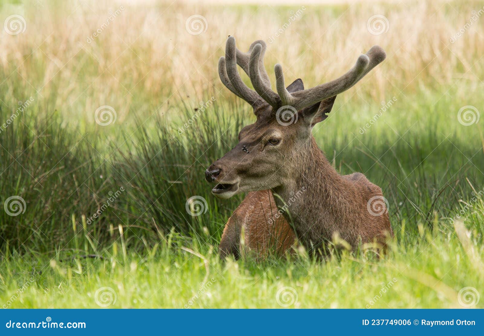 Red deer stag sitting stock photo. Image of stag, pasture - 237749006