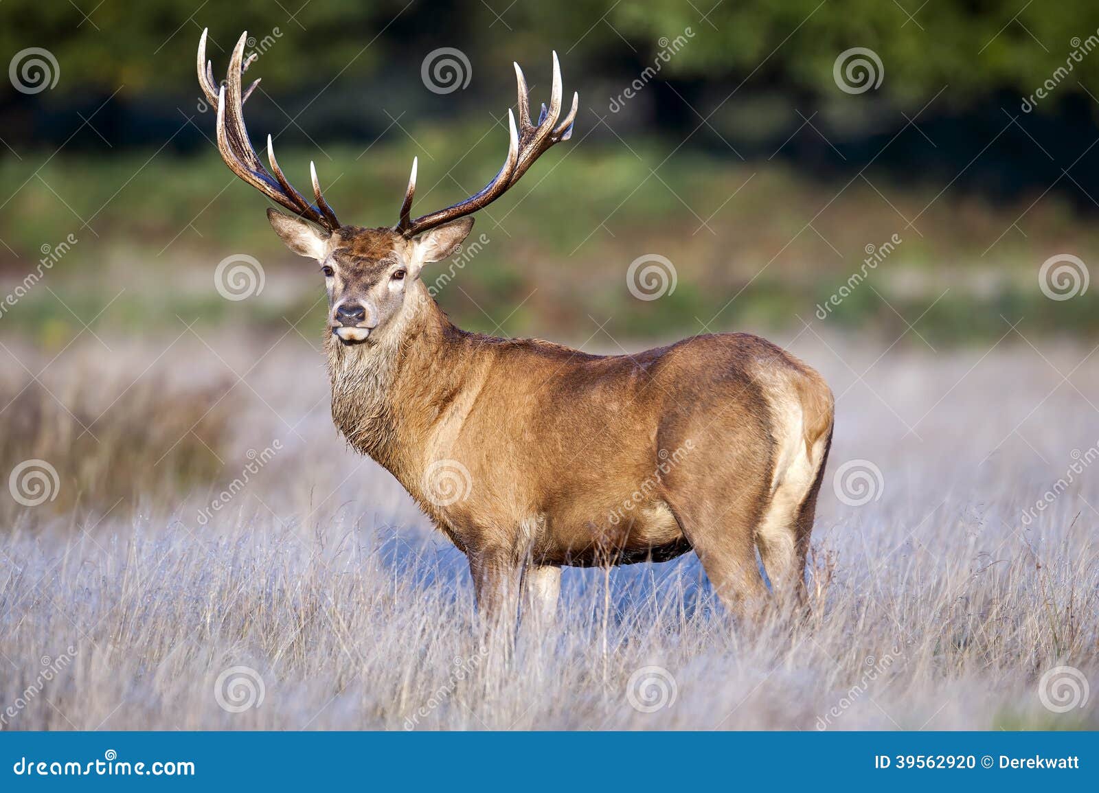 A Red Deer Stag Standing Proud during the Rut Stock Photo - Image of ...