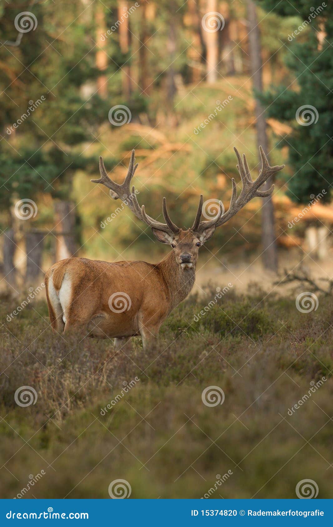 Red Deer stag in velvet stock photo. Image of stag, antler - 15374820
