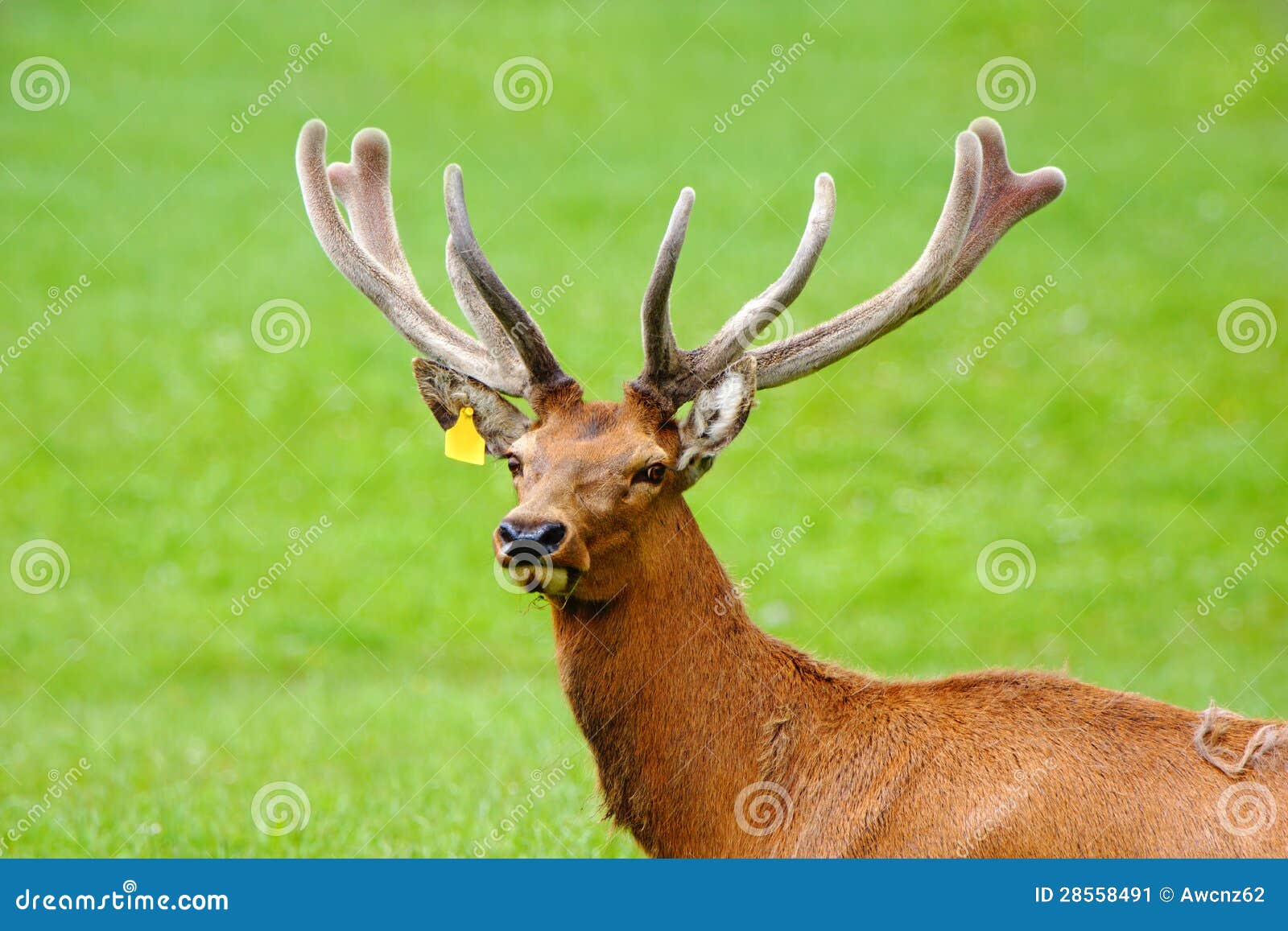 Red deer stag in velvet stock image. Image of agriculture - 28558491