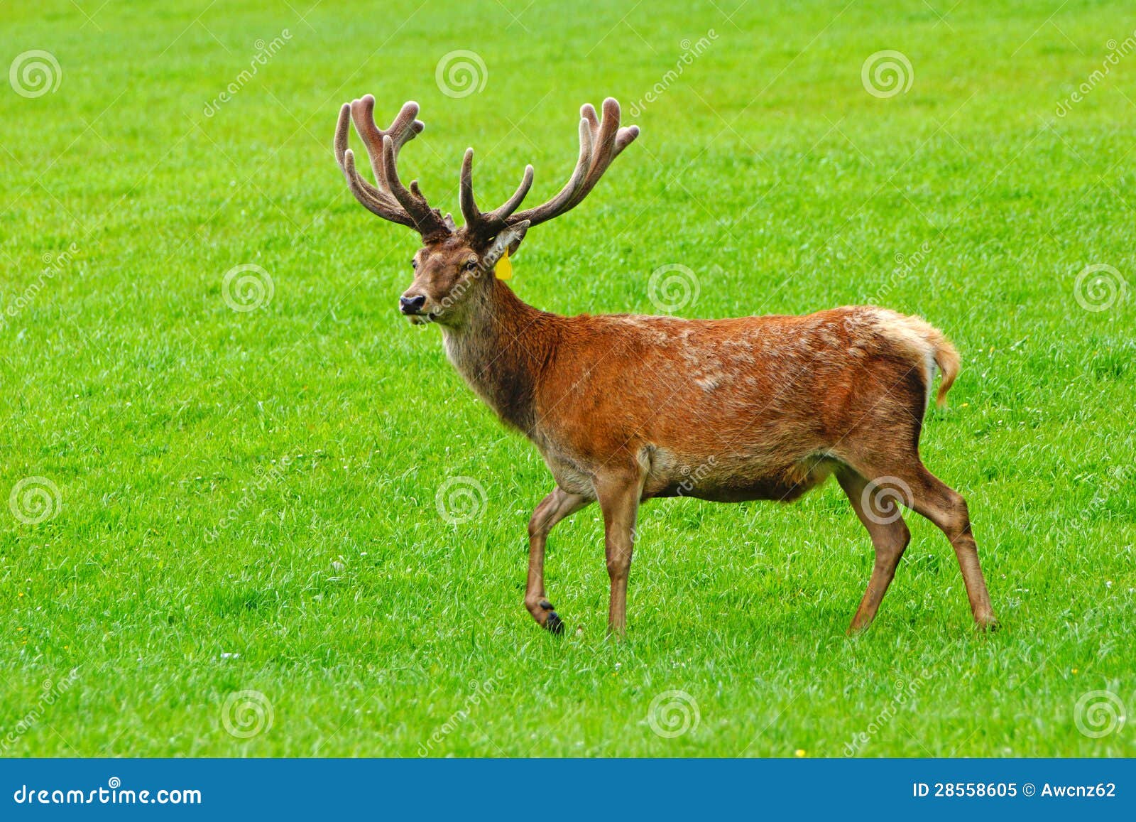Red deer stag in velvet stock image. Image of wildlife - 28558605