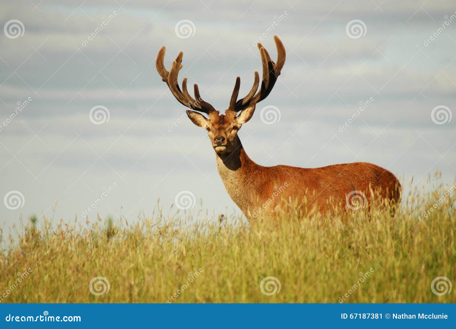 Red deer stag in velvet stock image. Image of stag, animal - 67187381