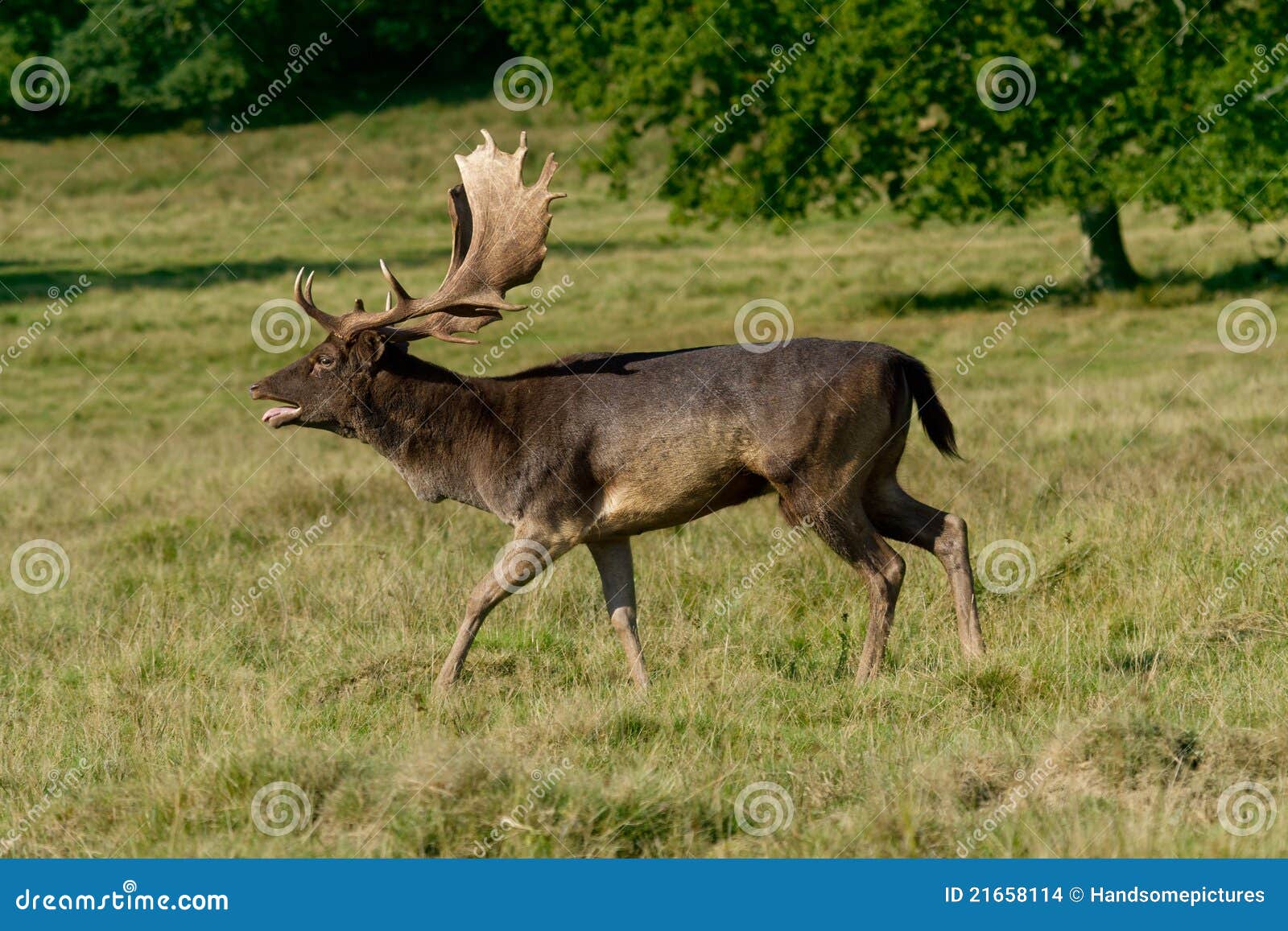 Red Deer Stag Walking stock photo. Image of grass, barking - 21658114