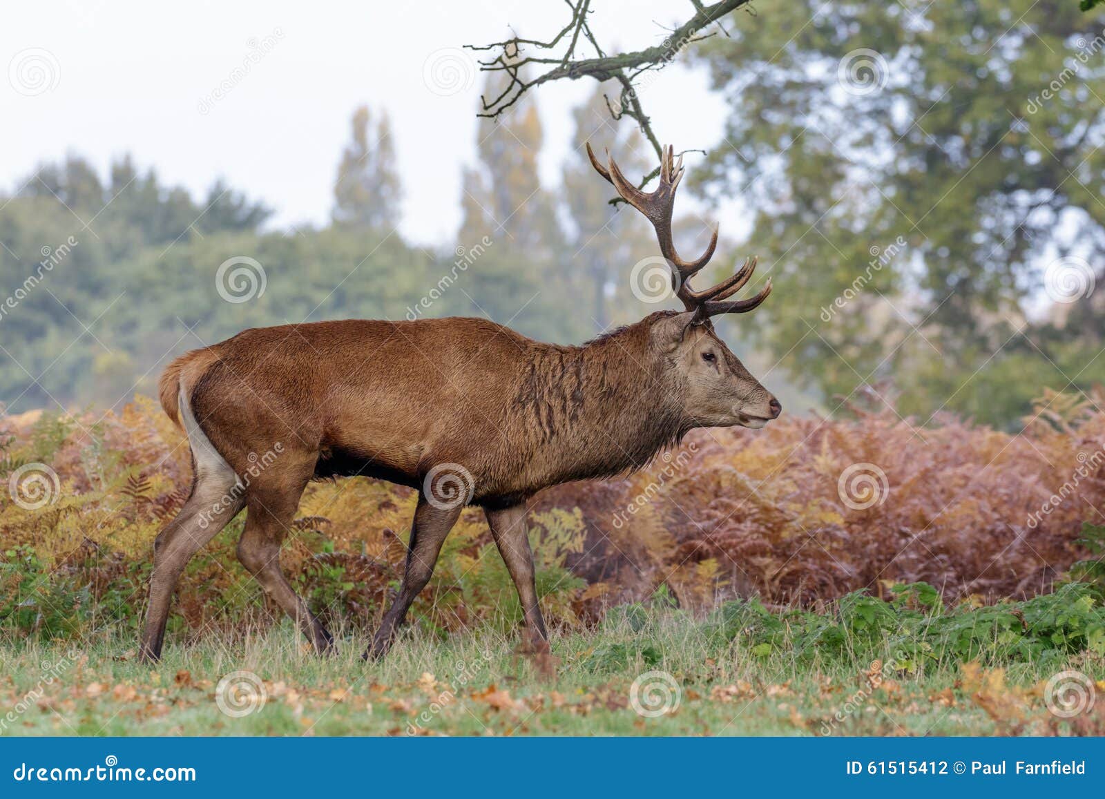 Red Deer stag stock photo. Image of autumn, powerful - 61515412