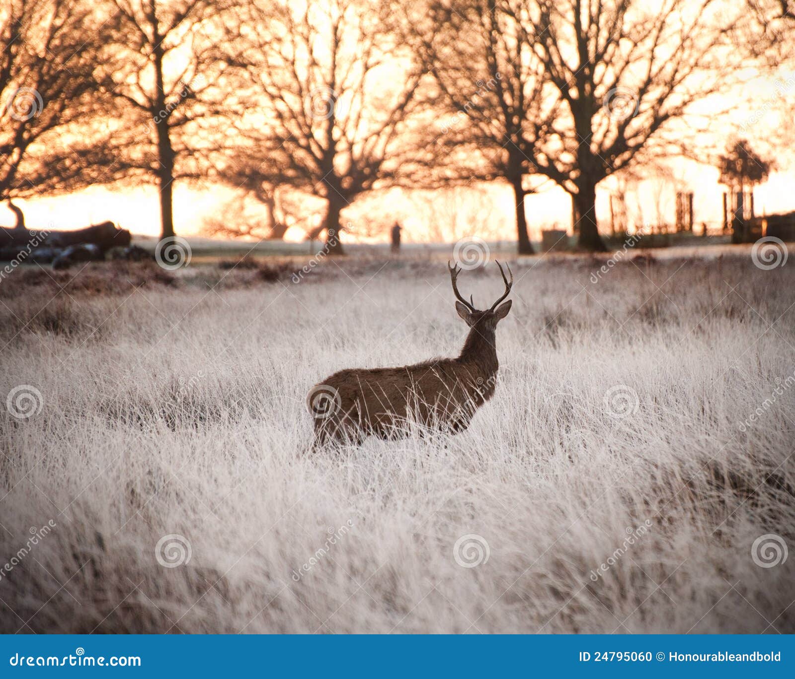Red Deer Stag Watches Winter Sunrise Stock Photo - Image of scene ...