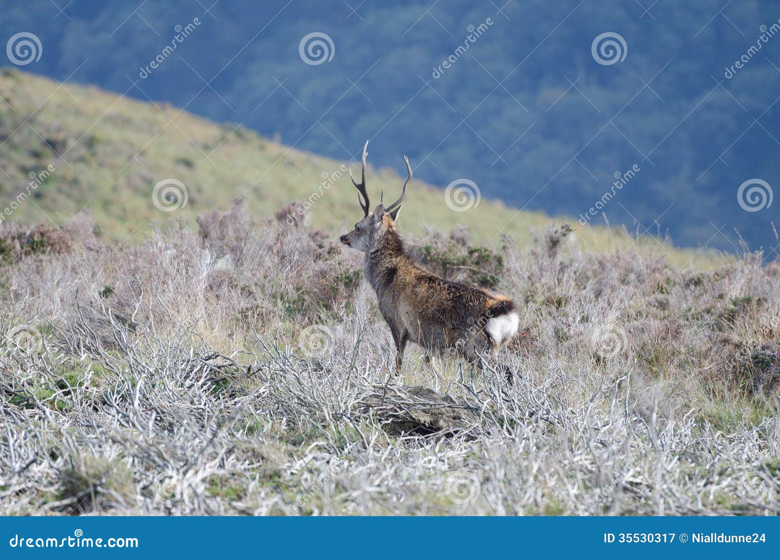 Red Deer Stag in Wicklow,Ireland Stock Image - Image of sika, buck ...