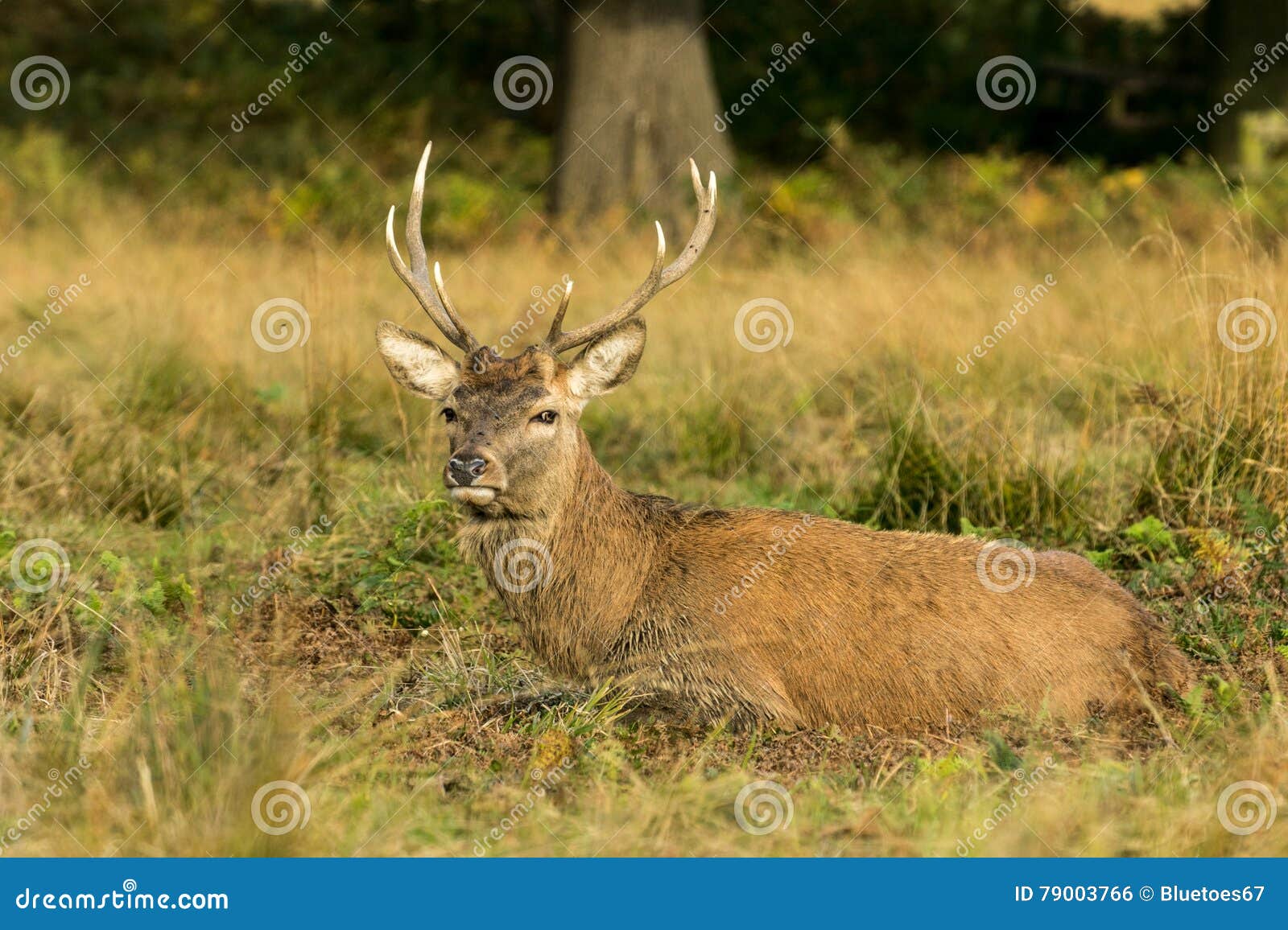 Red Deer Stag stock photo. Image of buck, antlers, nature - 79003766