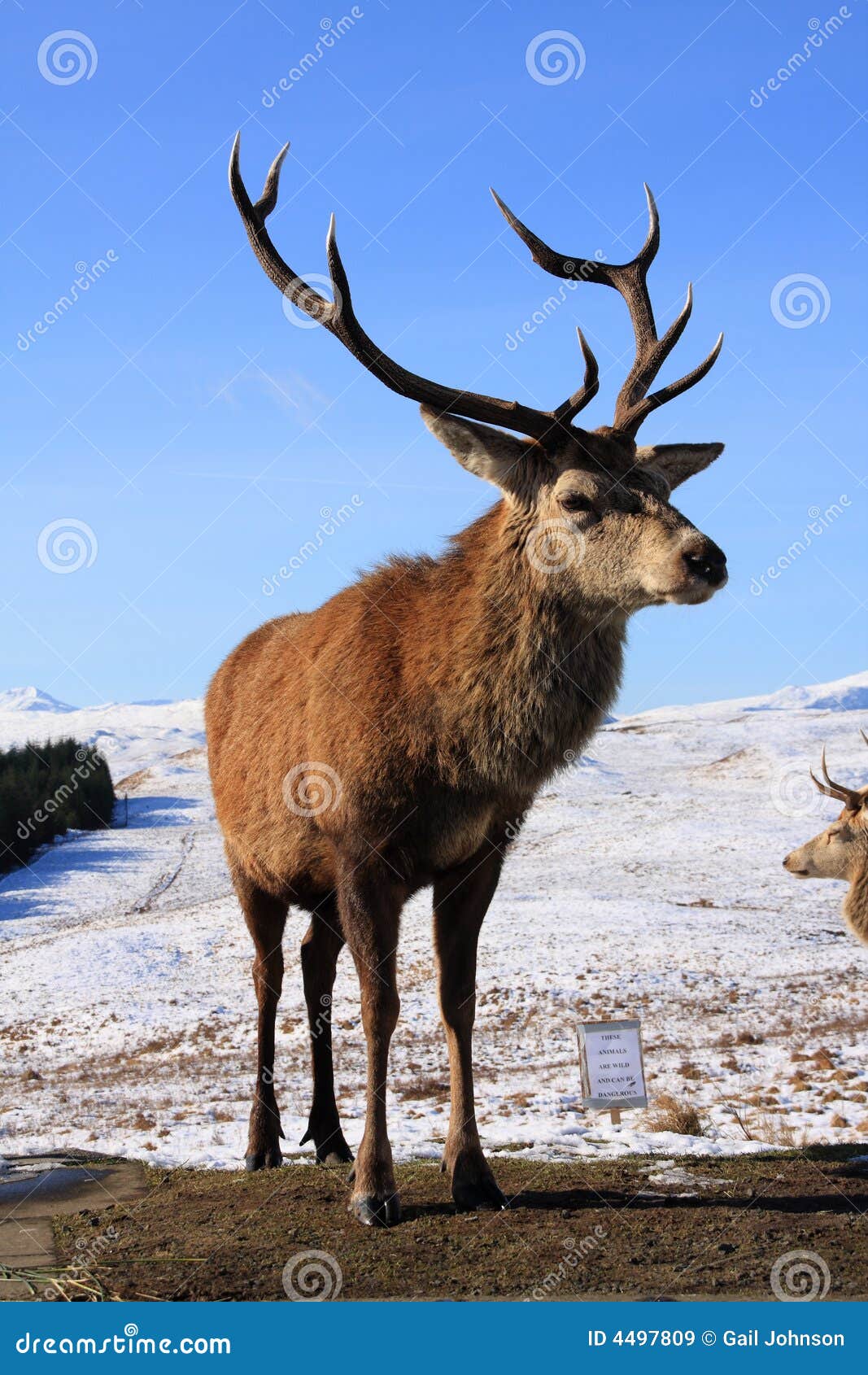 Red Deer Stags stock image. Image of tree, lone, great - 4497809