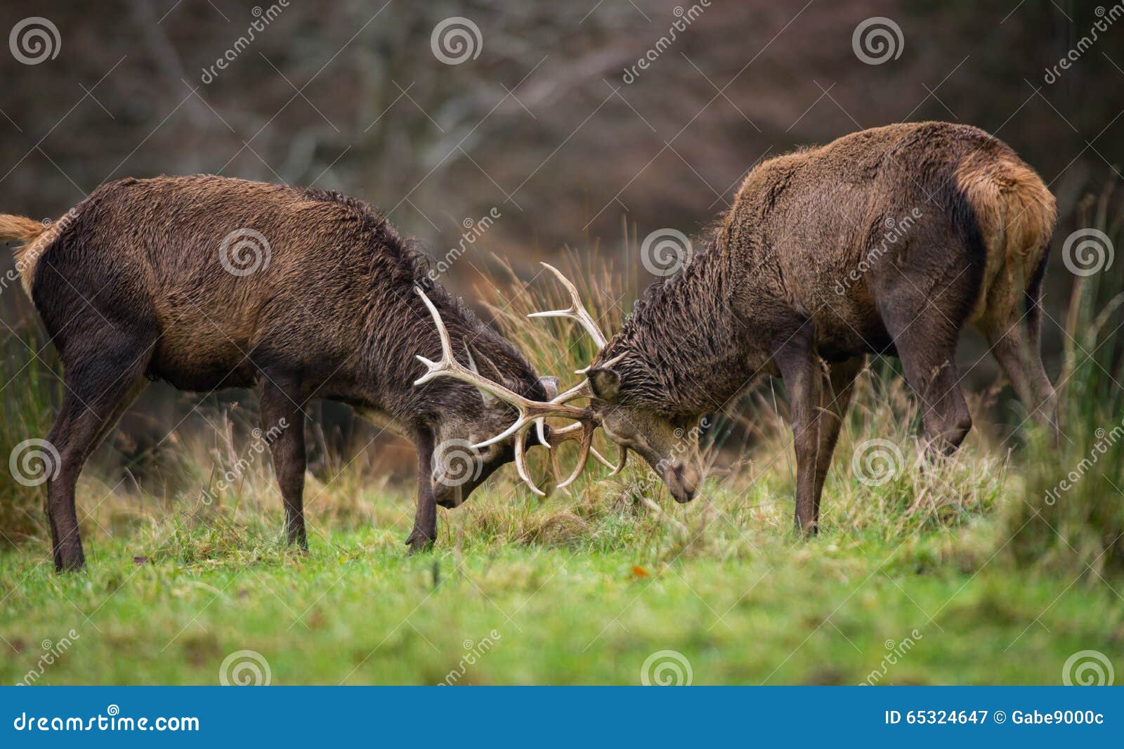 Red deer stags fighting stock image. Image of national - 65324647