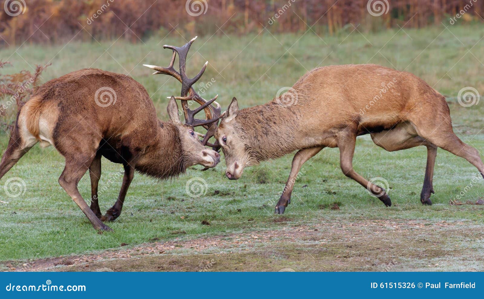 Red Deer stags fighting stock photo. Image of game, attrition - 61515326