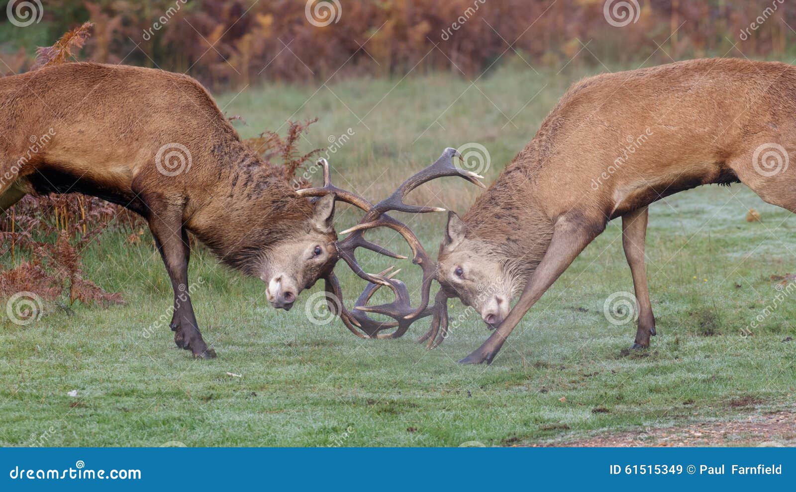 Red Deer stags fighting stock image. Image of bracken - 61515349