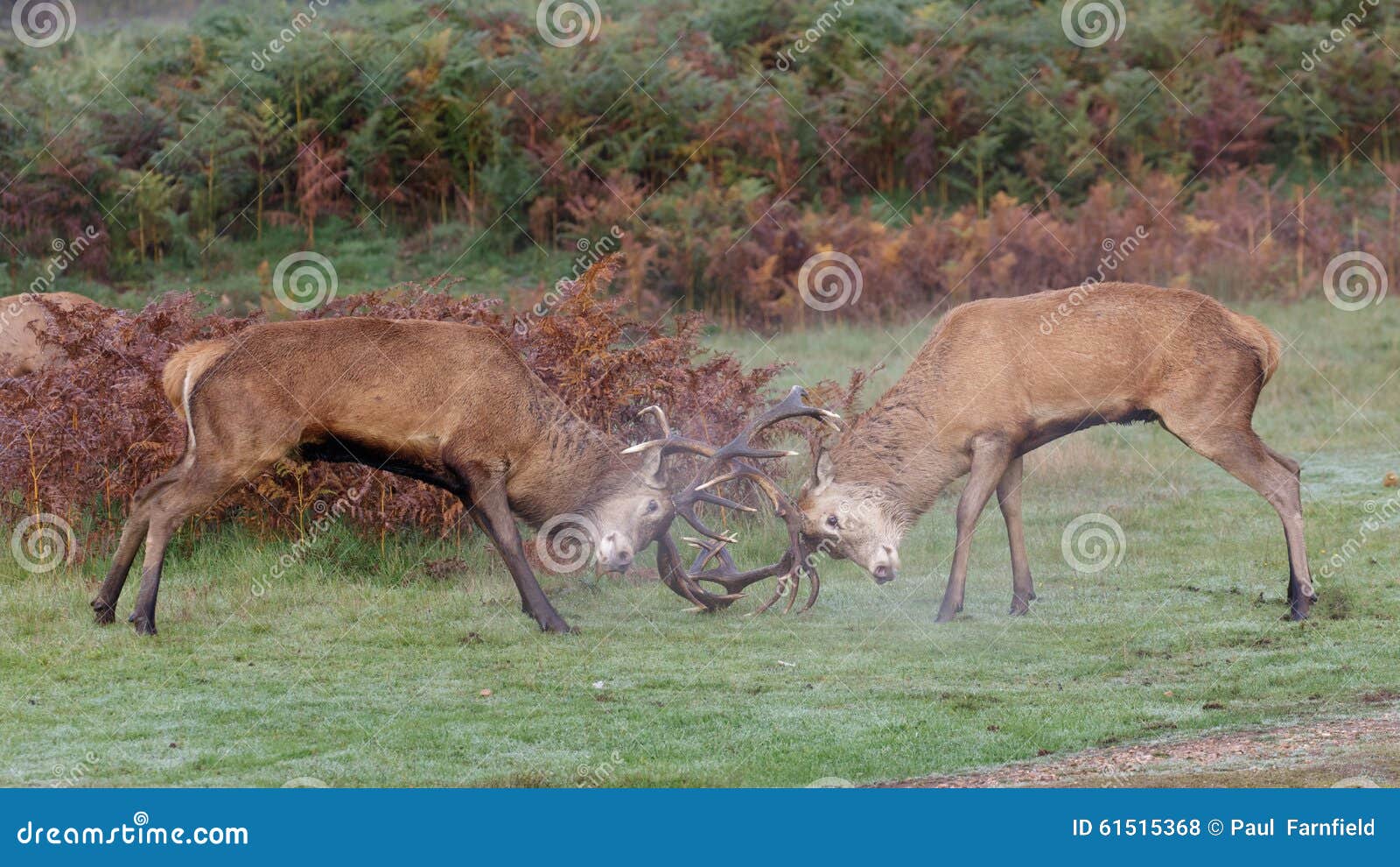 Red Deer stags fighting stock photo. Image of antlers - 61515368
