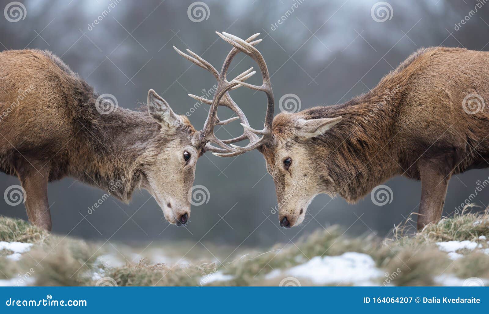 Two Deer Stags Fighting With Antlers Royalty-Free Stock Image ...