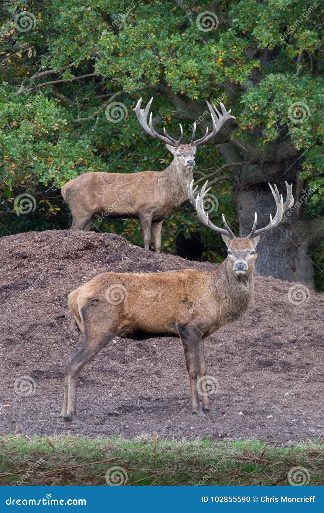 Red Deer Stags stock photo. Image of mouth, natures - 102855590