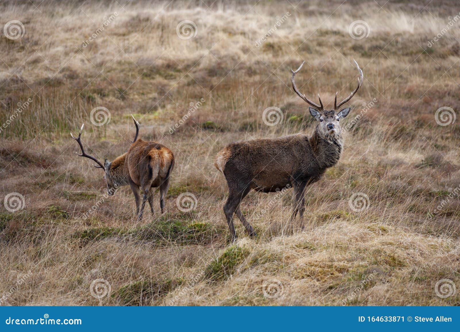 Red Deer Stags - Scottish Highlands Stock Image - Image of alert ...