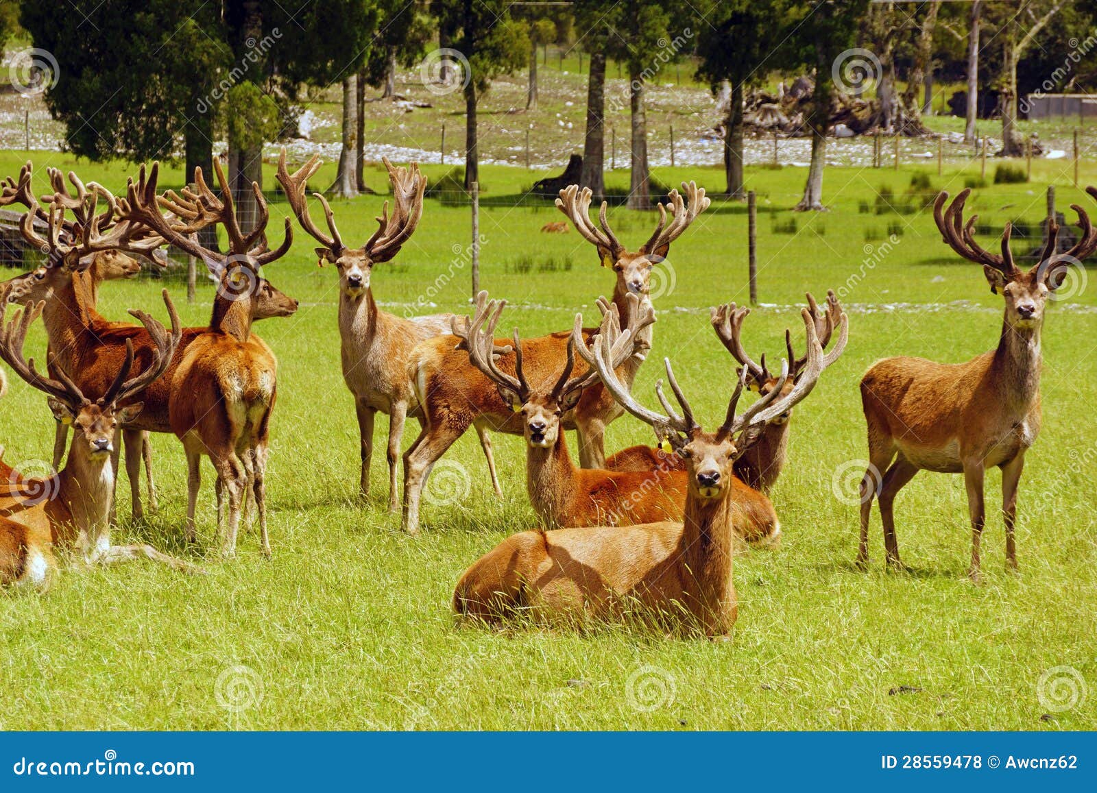 Red deer stags in velvet stock photo. Image of elephus - 28559478