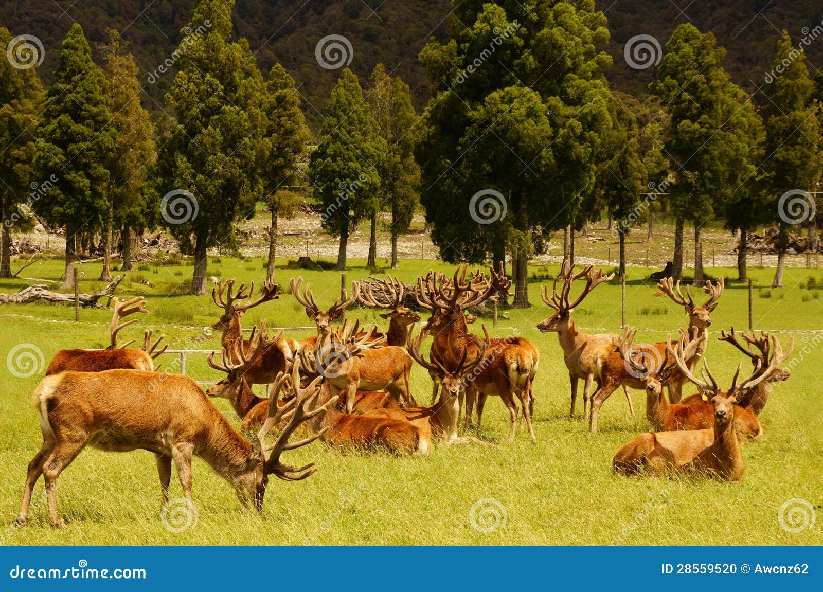 Red deer stags in velvet stock photo. Image of velvet - 28559520