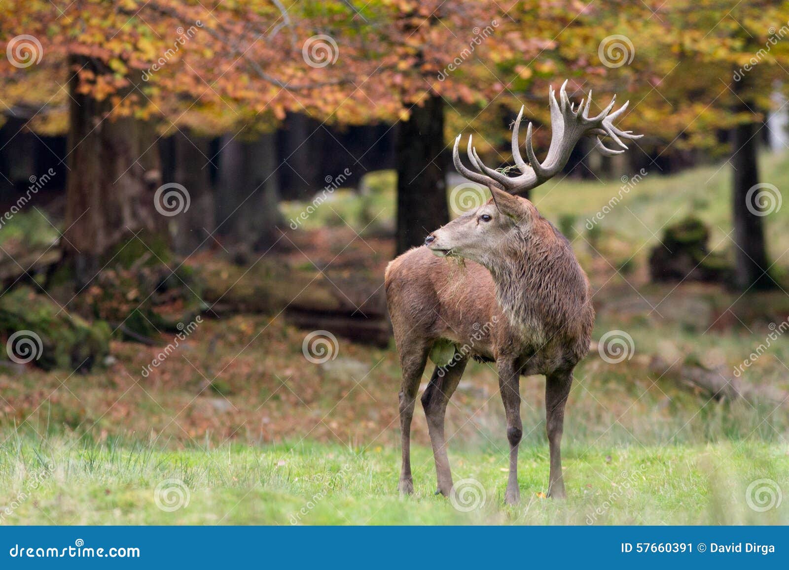 Red deer stock image. Image of green, focused, forest - 57660391