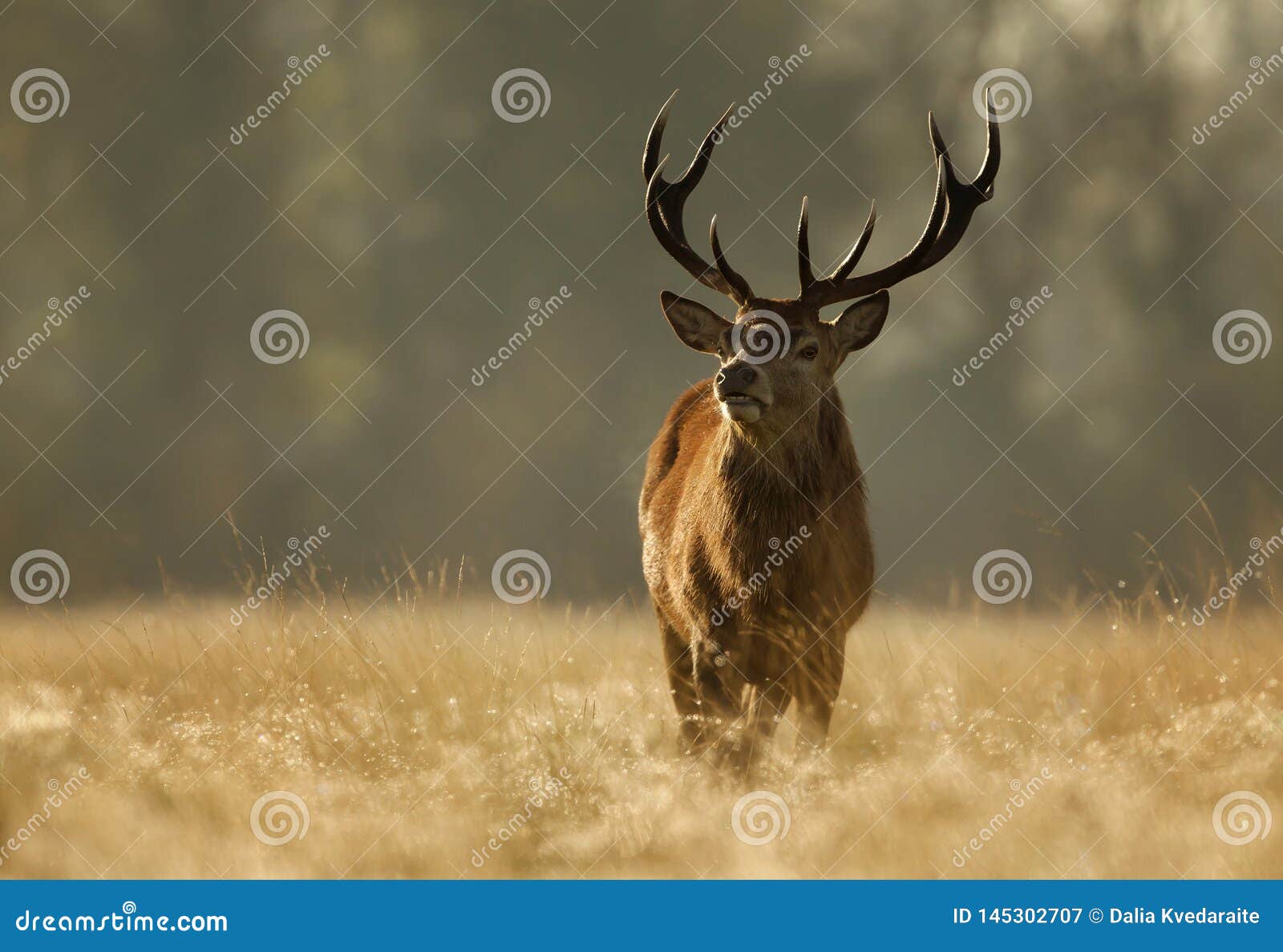 Red Deer Standing in a Grass at Sunrise Stock Image - Image of alone ...