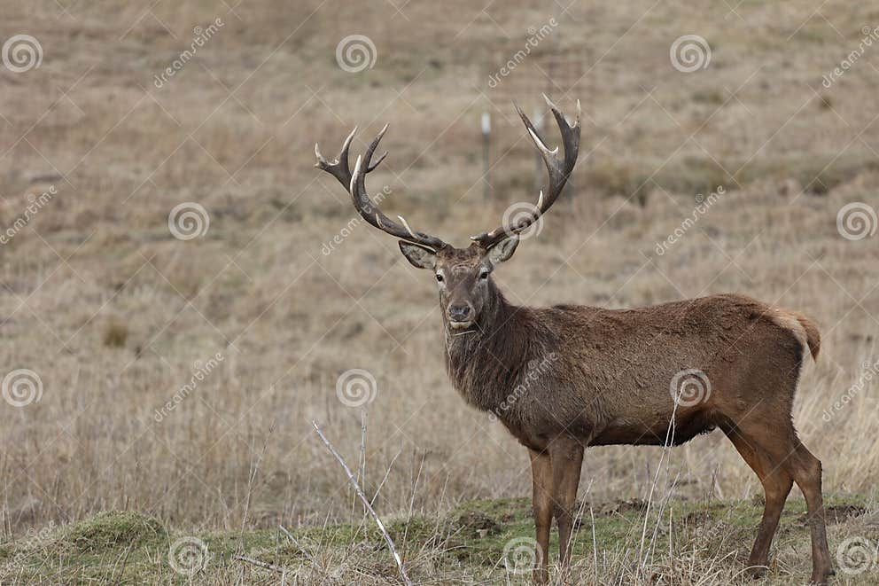 Red Deer Standing in a Grassy Meadow Stock Image - Image of forest ...