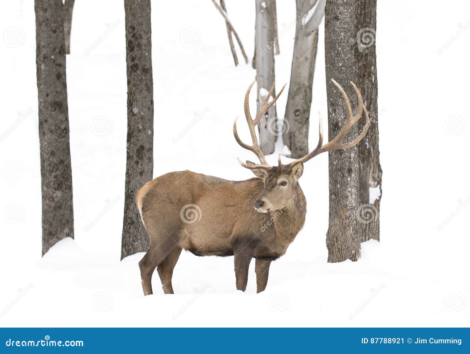 Red Deer Standing in the Snow Stock Image - Image of portrait, natural ...