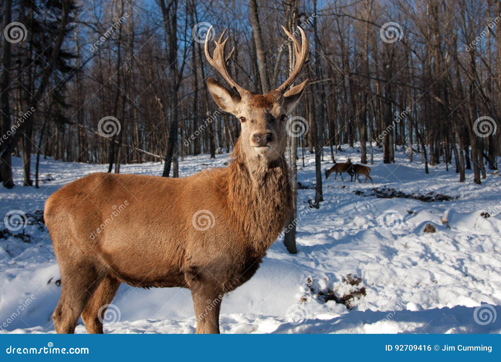 Red Deer Standing in the Snow Stock Photo - Image of canada, grass ...