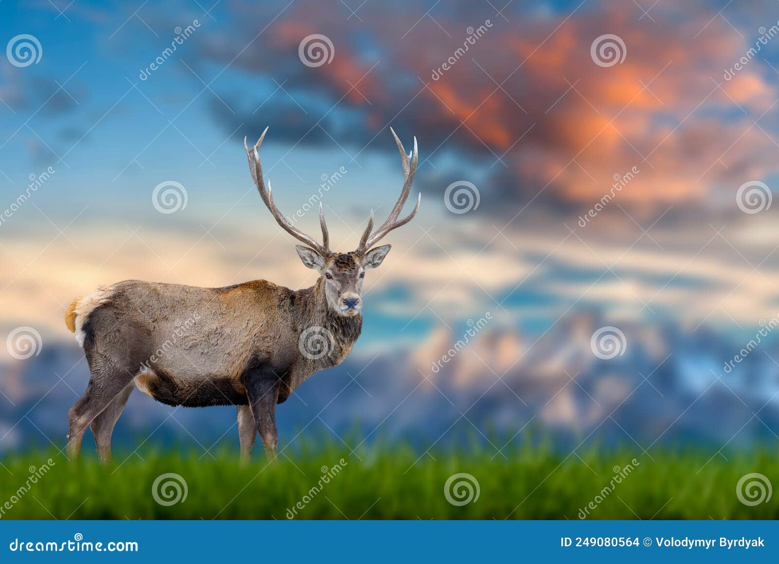 Red Deer Stands in the Grass Against the Backdrop of Snow-capped ...
