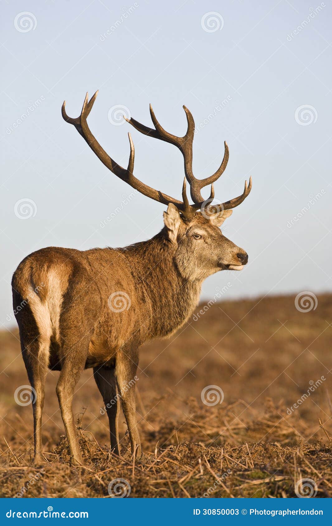 Red Deer Stands Looking Back UK Stock Image - Image of deer, heathland ...