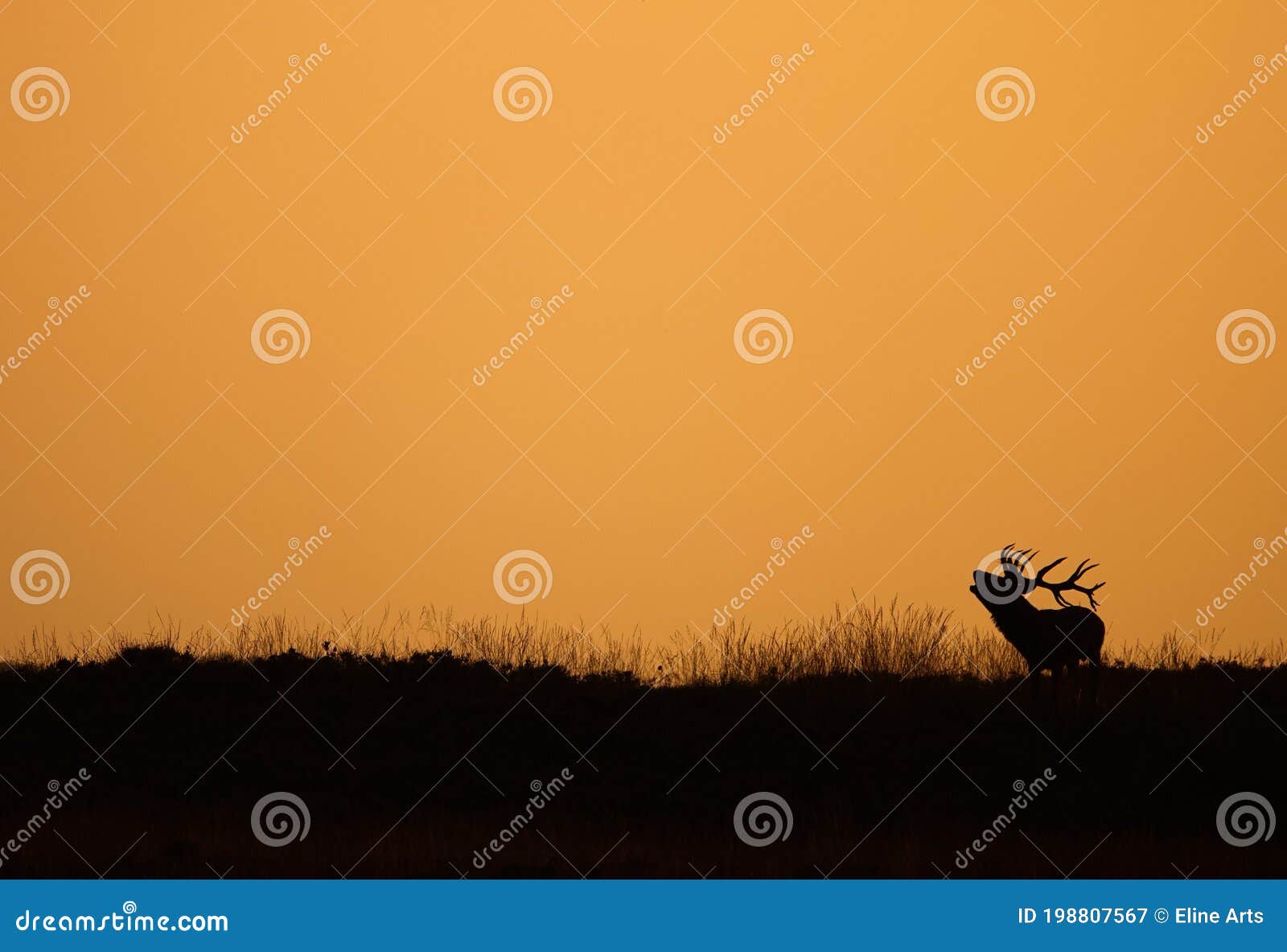 Red deer in Sunset stock image. Image of reddeer, deer - 198807567