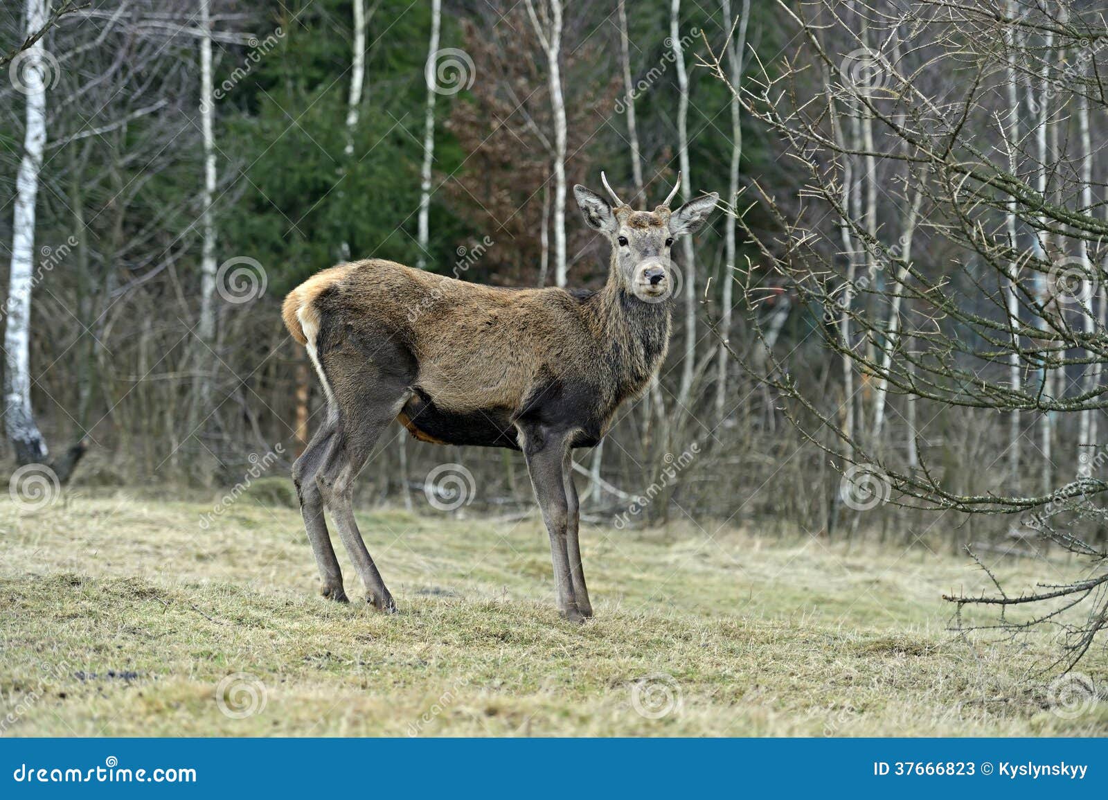 Red deer stock image. Image of habitat, wild, flora, deer - 37666823