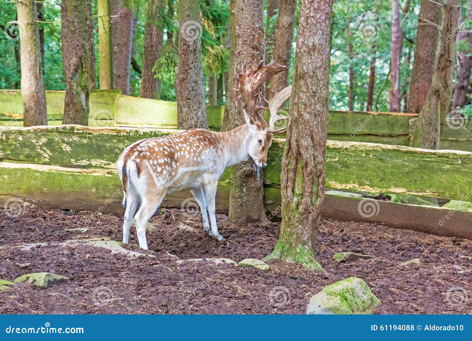 Red deer at tree stock photo. Image of deer, head, fawn - 61194088