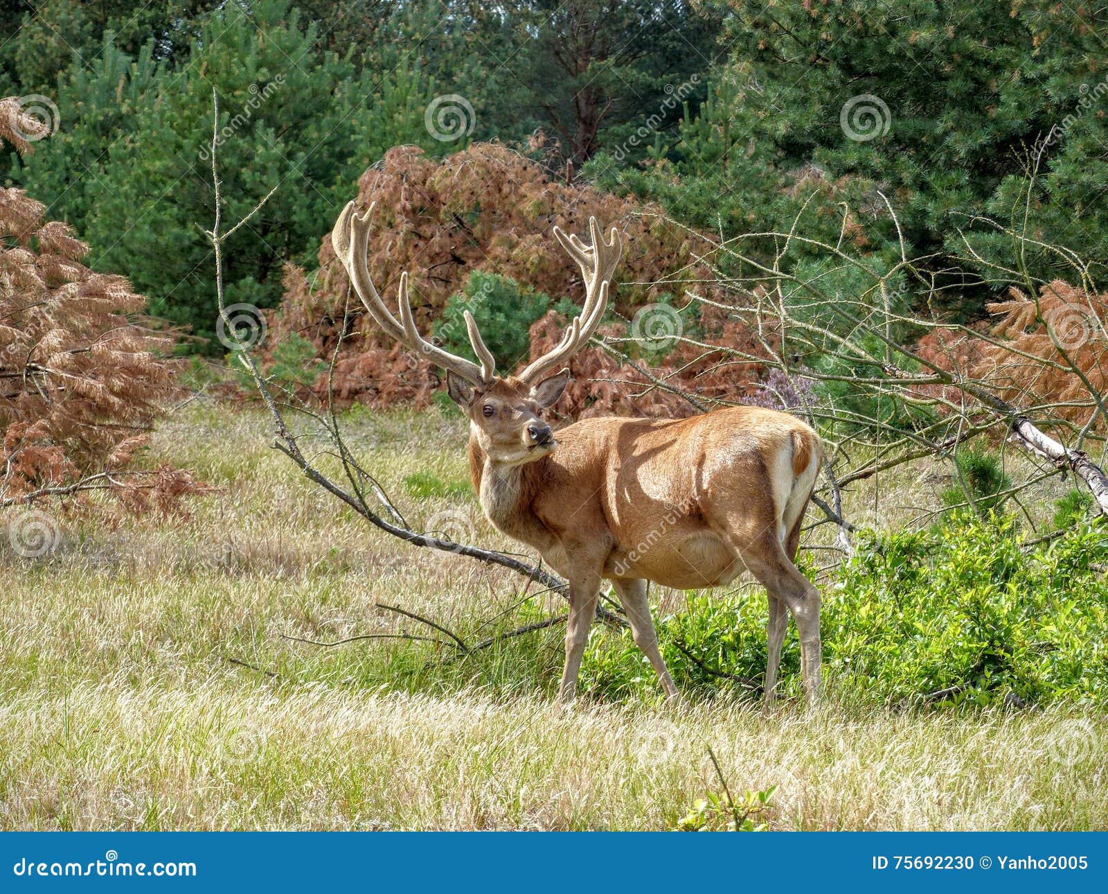 Red Deer Turns Around To Look for Predators and Stalkers Stock Photo ...