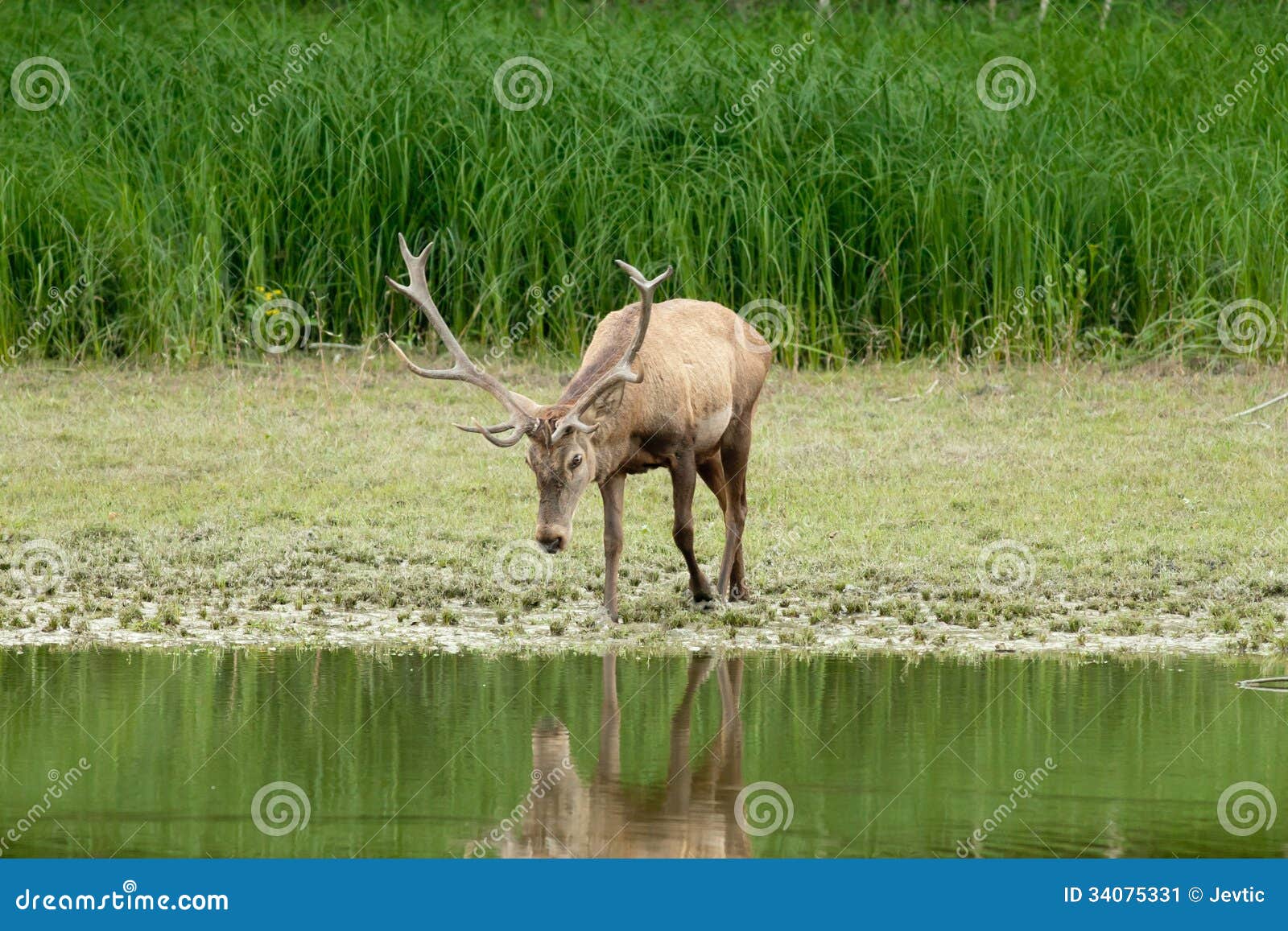 Red deer in water stock image. Image of morning, leaf - 34075331