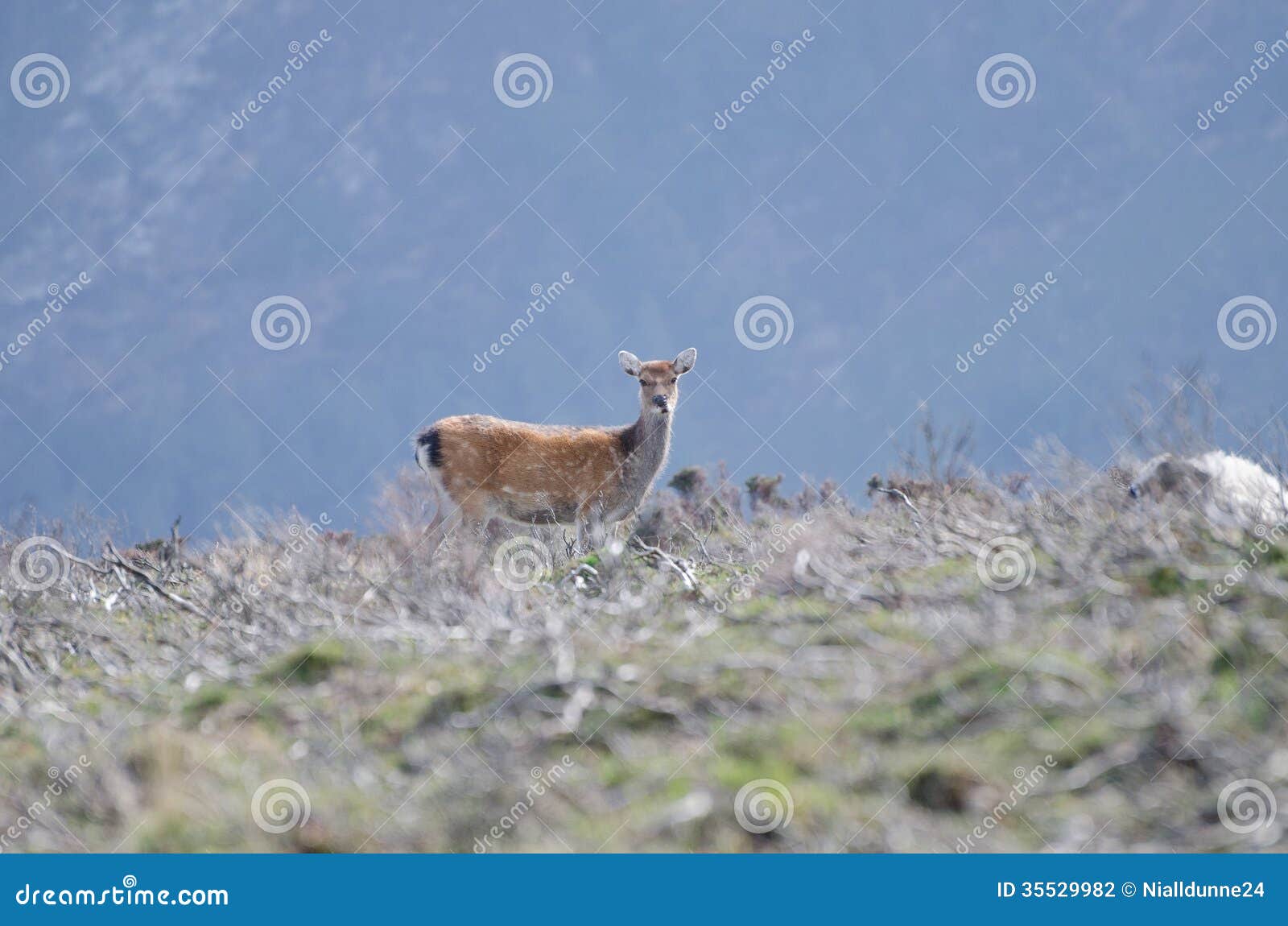 Red Deer in Wicklow,Ireland Stock Photo - Image of holiday, forest ...