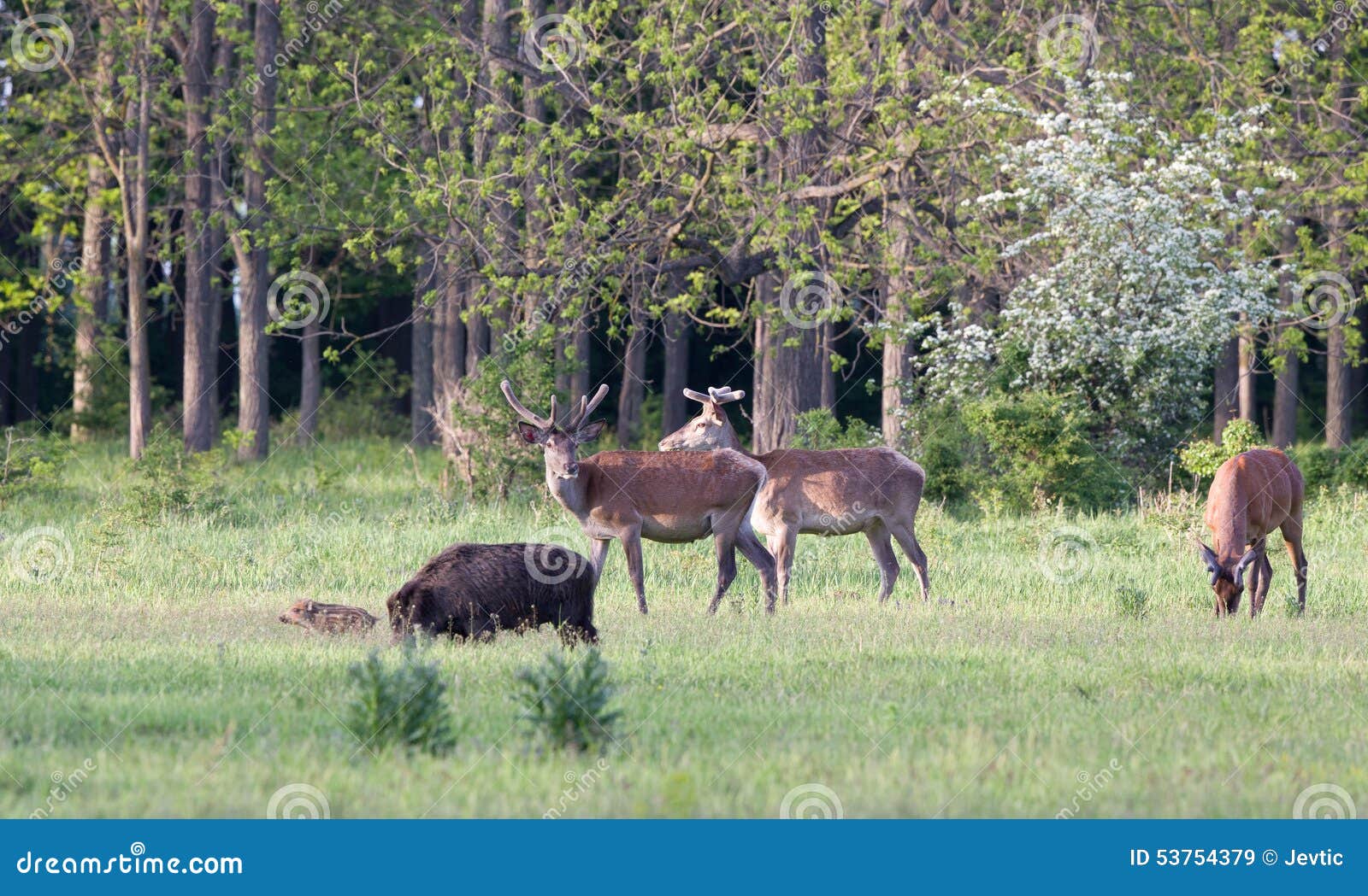 Red Deer and Wild Boar on Meadow Stock Image - Image of grassland ...