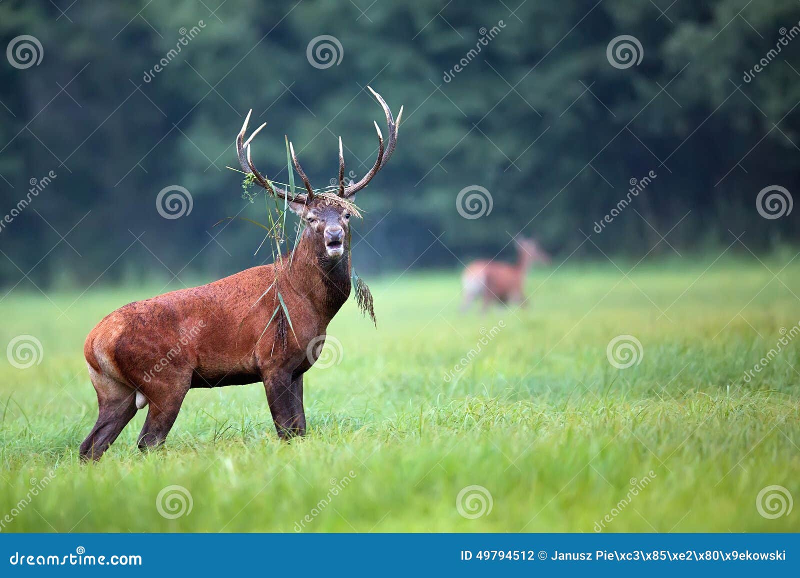 Red deer in the wild stock photo. Image of antlers, clearing - 49794512
