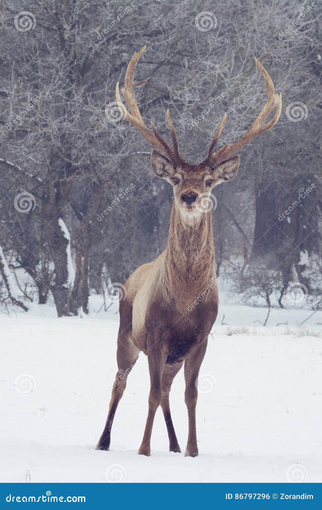 Red deer in winter stock photo. Image of brown, snow - 86797296