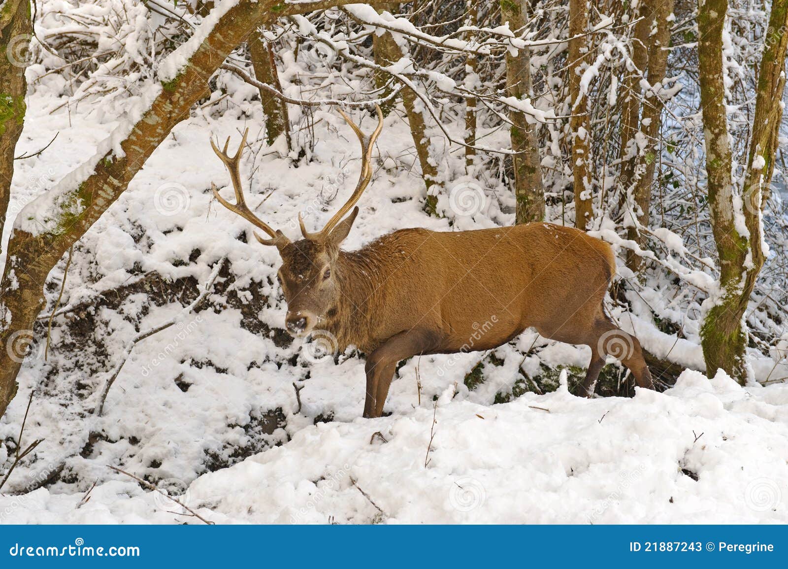Red Deer in the Winter Forest Stock Image - Image of life, beautiful ...