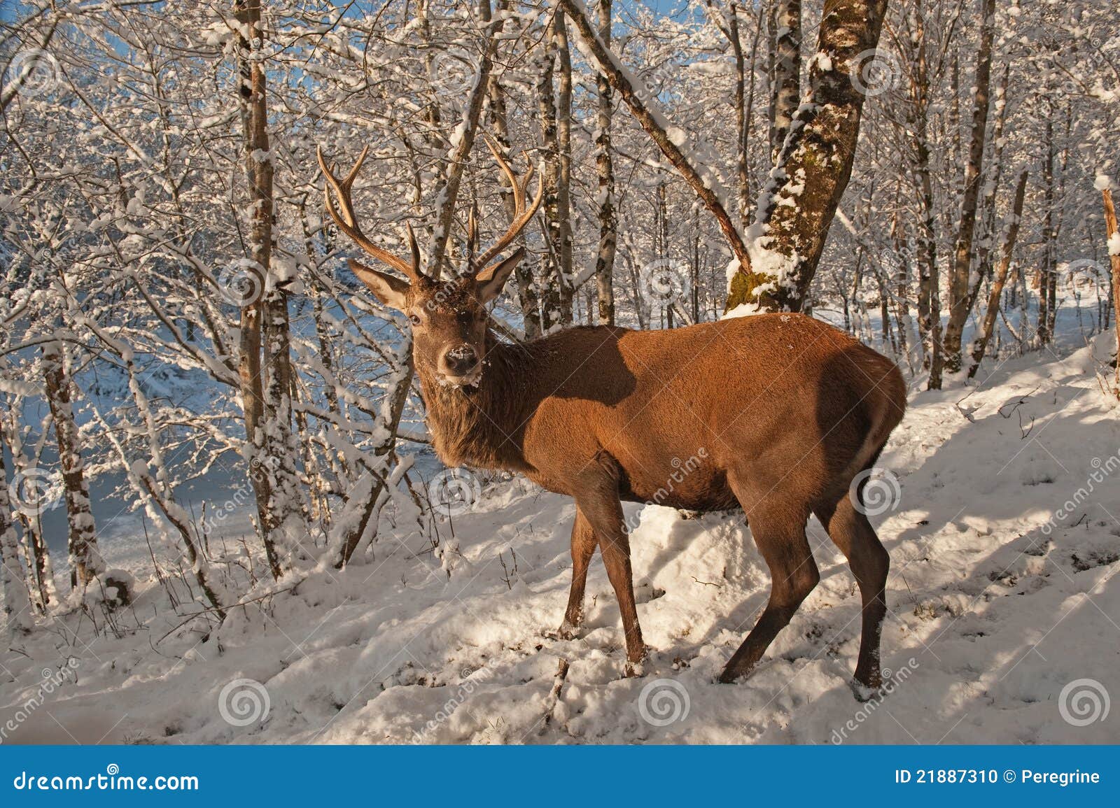Red Deer in the Winter Forest Stock Photo - Image of hunting, cold ...