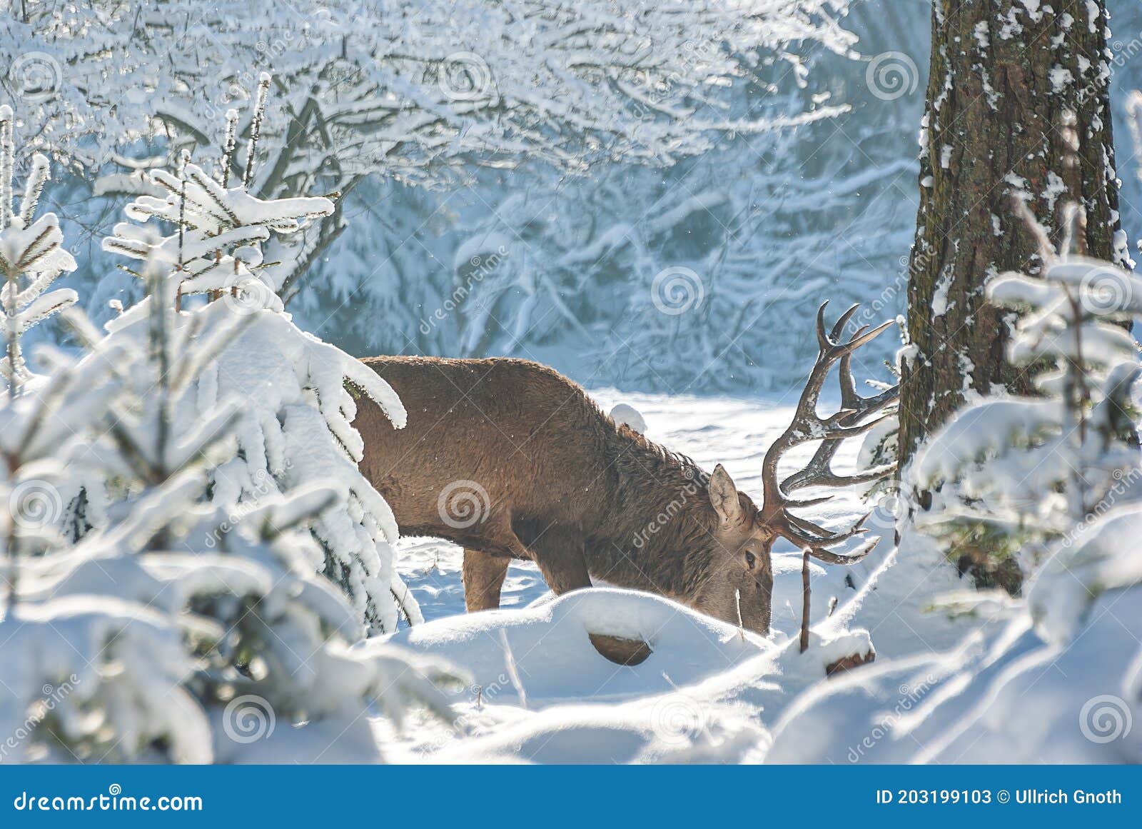 Red Deer in the Winter Forest Stock Image - Image of natural ...